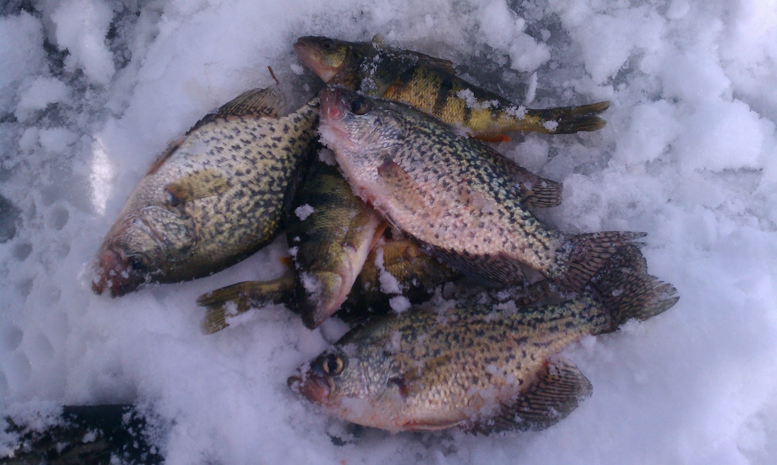 Illinois Wisconsin Fishing: late winter panfish on petite lake