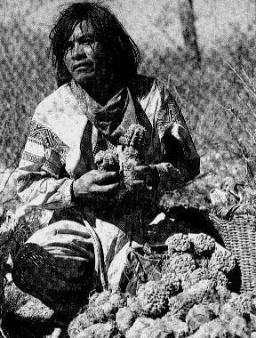 Preserve Native America: Peyote Rituals and Native American Ceremonies