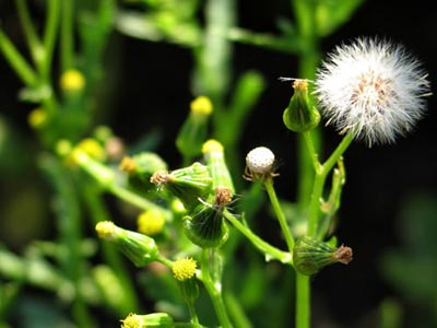 Digital Photography: DOF and Aperture