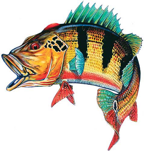 Equipe fishing.yes: tucunaré