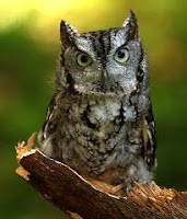 Who’s Who-Whooing In Your Backyard? | Kids Unplugged