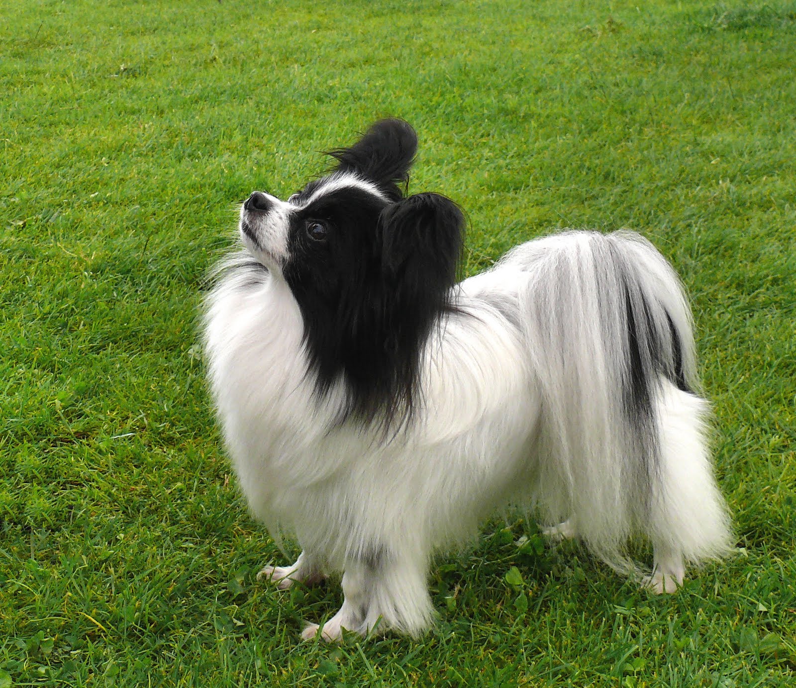 Dog Breed Papillon - Dog Breeds