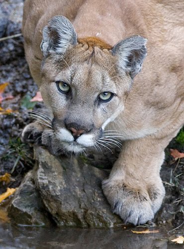 The Animal Society: Animal of the Month: The Mountain Lion
