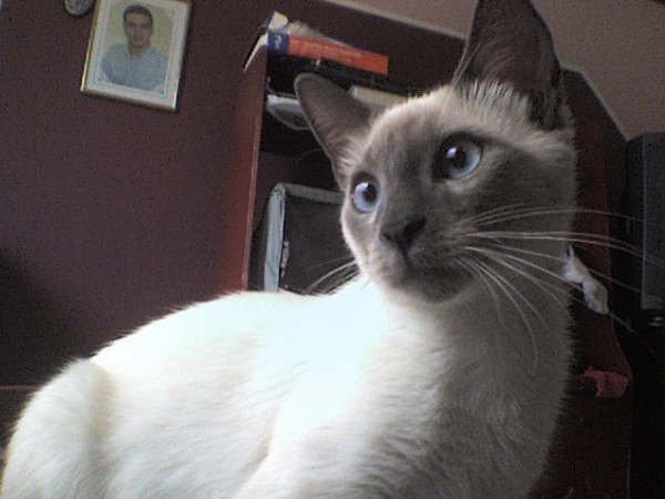 Victor Castro Ochoa: ¡¡¡¡¡¡¡¡EL GATO LOPEZ!!!!!!!! LA MASCOTA DEL ...