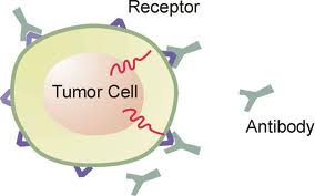 Cancer Cells May Have Built-In Self-Destruct Signal