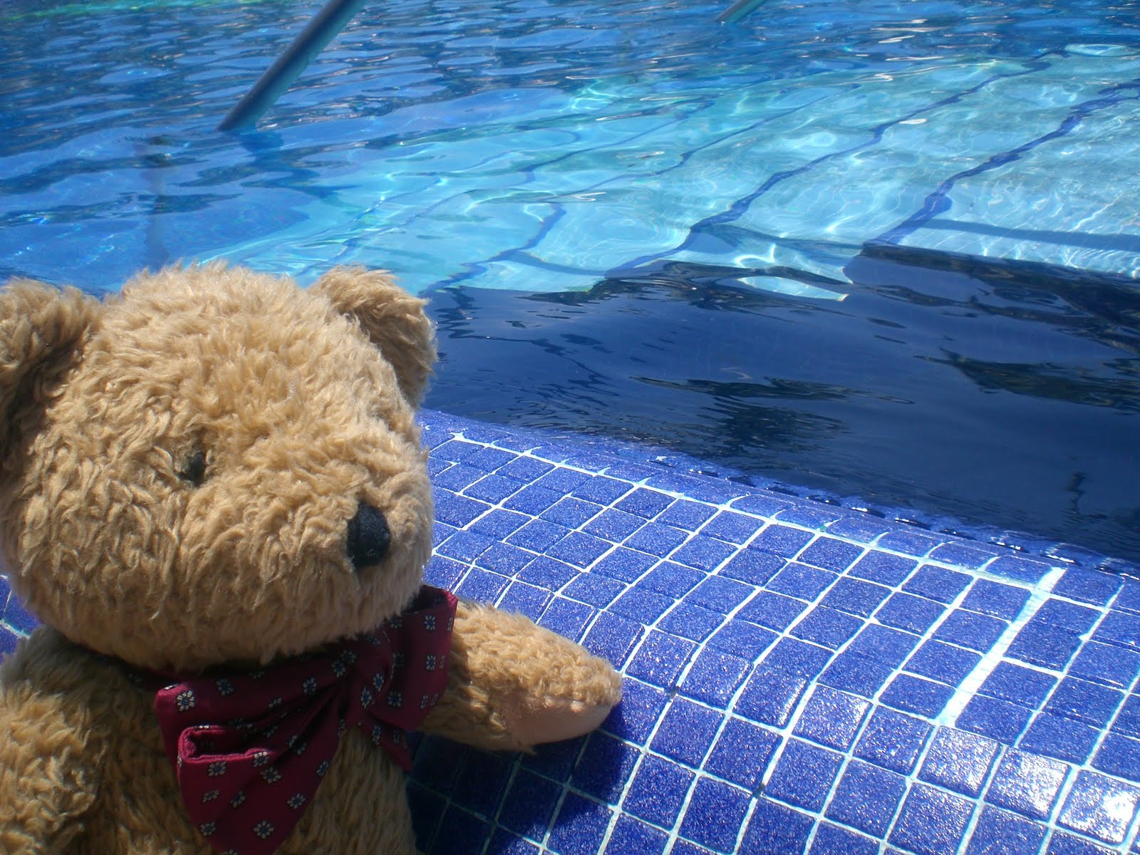 Teddy And Nibs Do Bears Swim