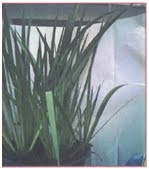 negaradipa.blogspot.com