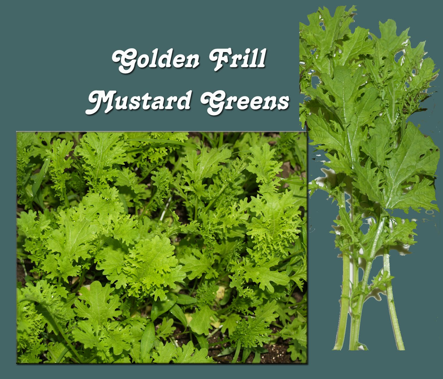 Golden Frill Mustard Greens Recipe at Will Cobb blog