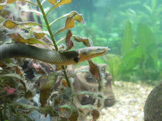 Catfish and others: Peixe Cobra (Erpetoichthys calabaricus)