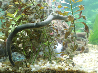 Catfish and others: Peixe Cobra (Erpetoichthys calabaricus)