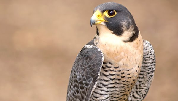 Harris' Hawk blog: Peregrine Falcon Acting Pretty Cocky Since Being ...