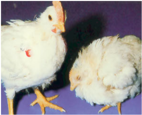 enfermedades aviares - gumboro: Gumboro