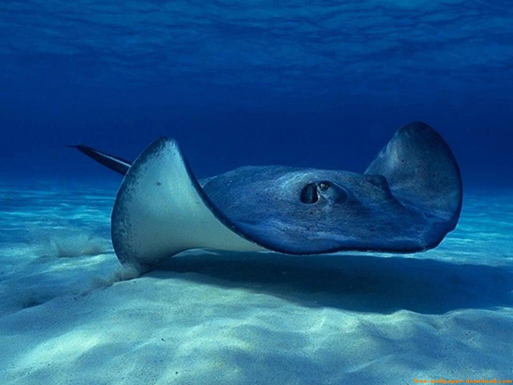 Peces: Grupo de ciencias-peces