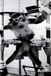 Istoria Artei: Testarea pe animale sau Cât de crud poate fi omul