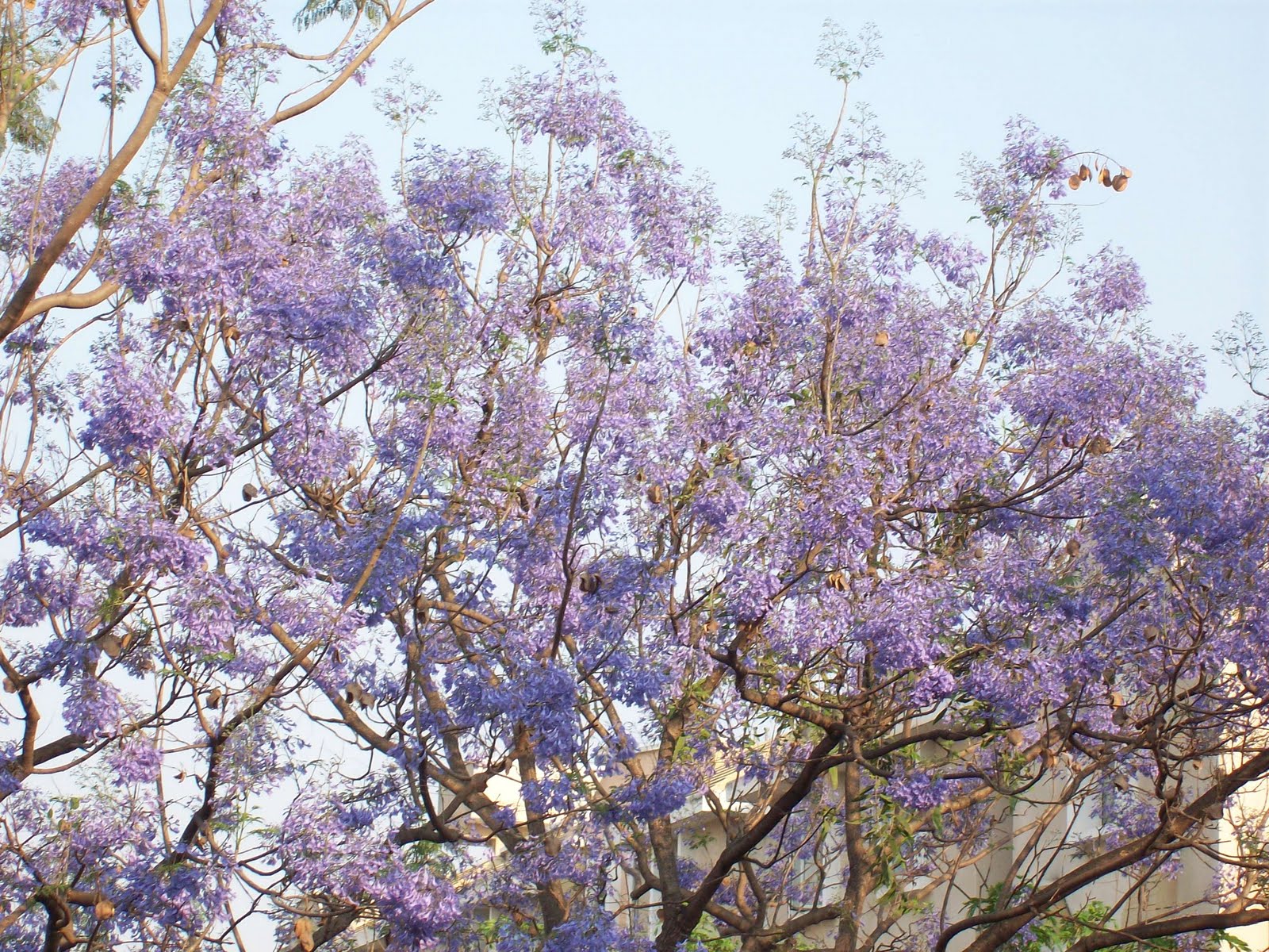 gardentropics: April Phool