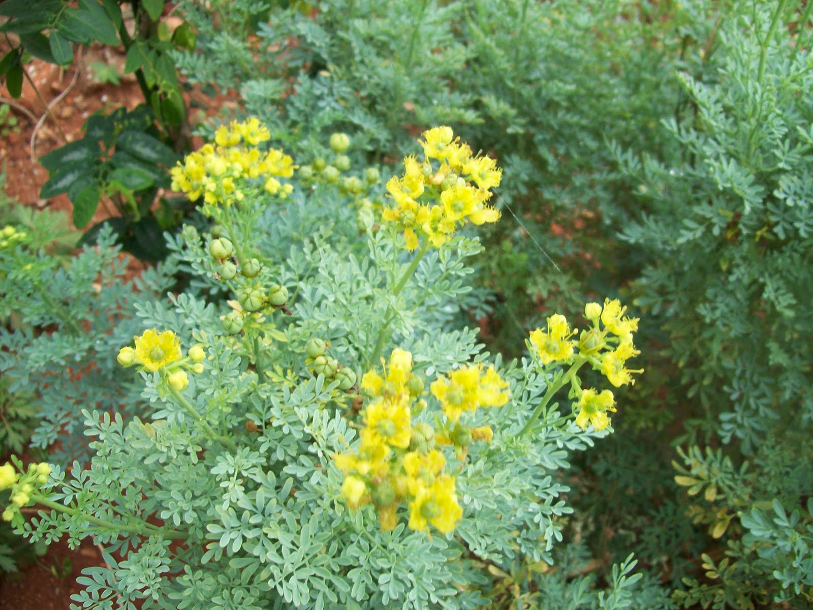 Indian flowers and herbs: Common Rue