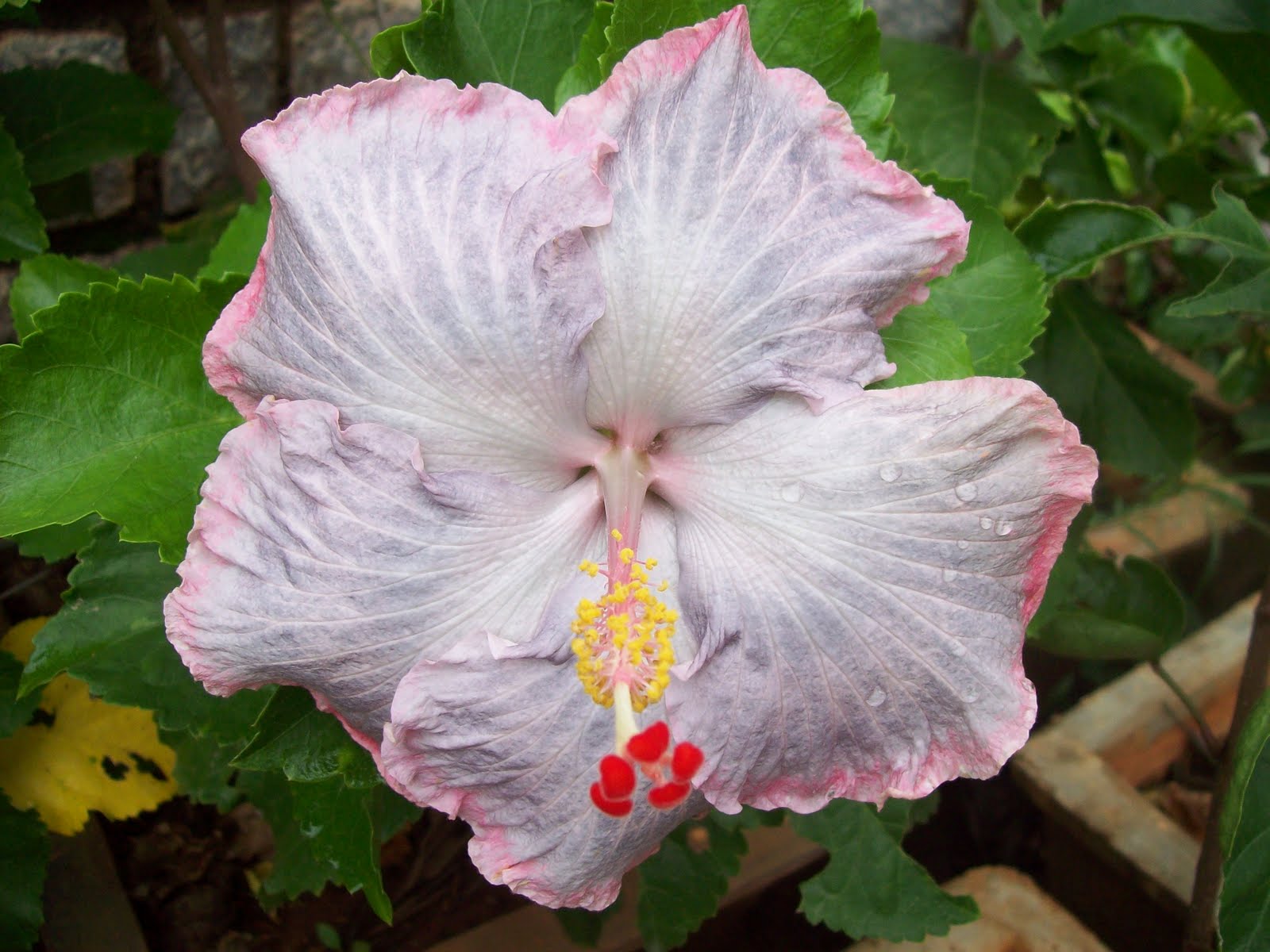 gardentropics: Today's Flowers - Hibiscus