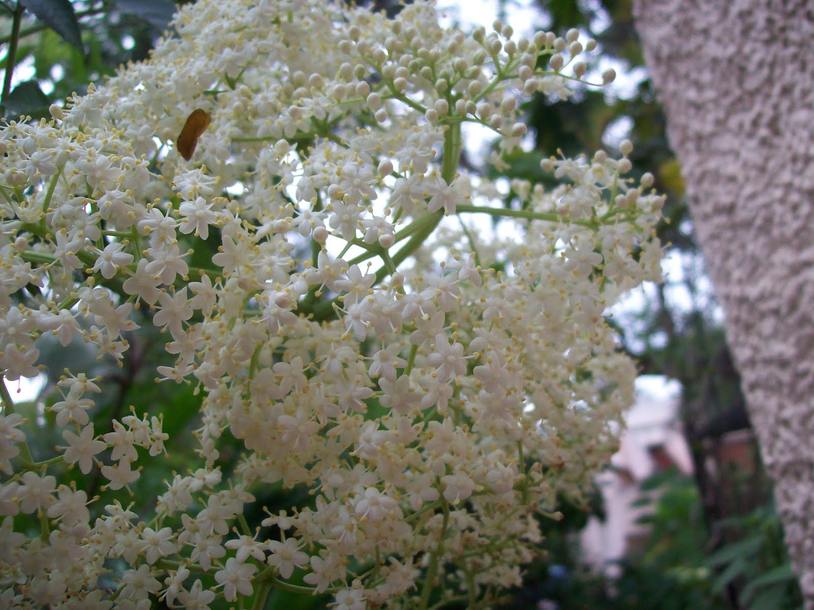Indian flowers and herbs: 2010