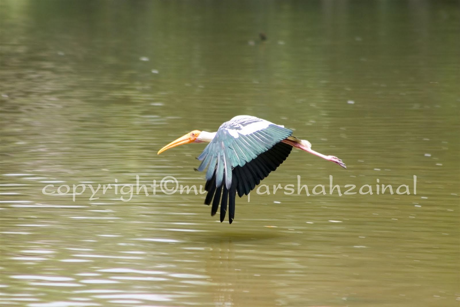 Chilabaey's Central: Task Haiwan : Burung Botak, Zoo Negara