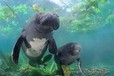 Zoológico Virtual do Brasil! Seu Safari Virtual!: Peixe-boi-da-amazônia