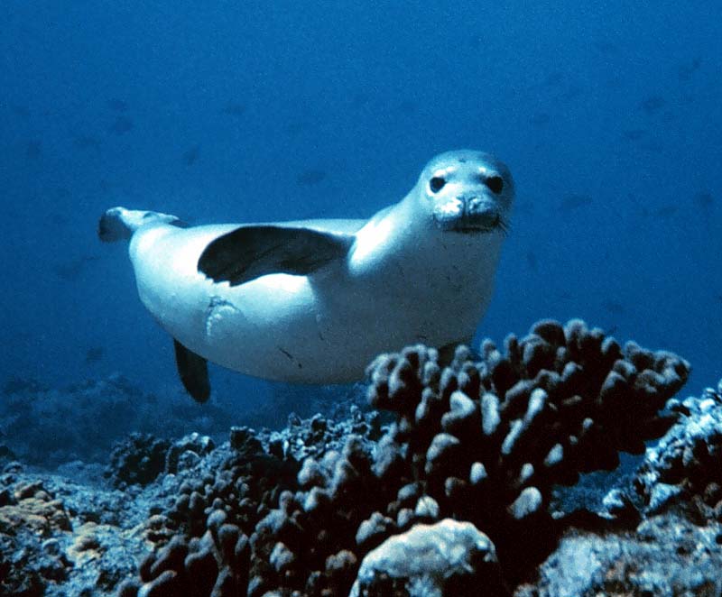 Zoológico Virtual do Brasil! Seu Safari Virtual!: Lobo-marinho