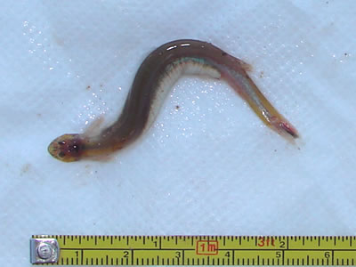 Candiru: The Amazonian Fish That Can Swim Up Your Urethra, 48% OFF