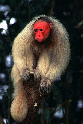 Zoológico Virtual do Brasil! Seu Safari Virtual!: Uacari-Branco