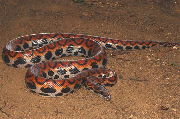 Zoológico Virtual do Brasil! Seu Safari Virtual!: Salamanta