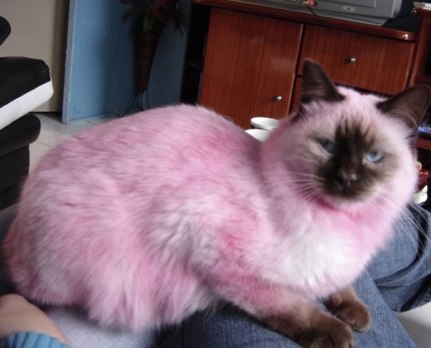 El misterio de la gata rosa - Curiosidades