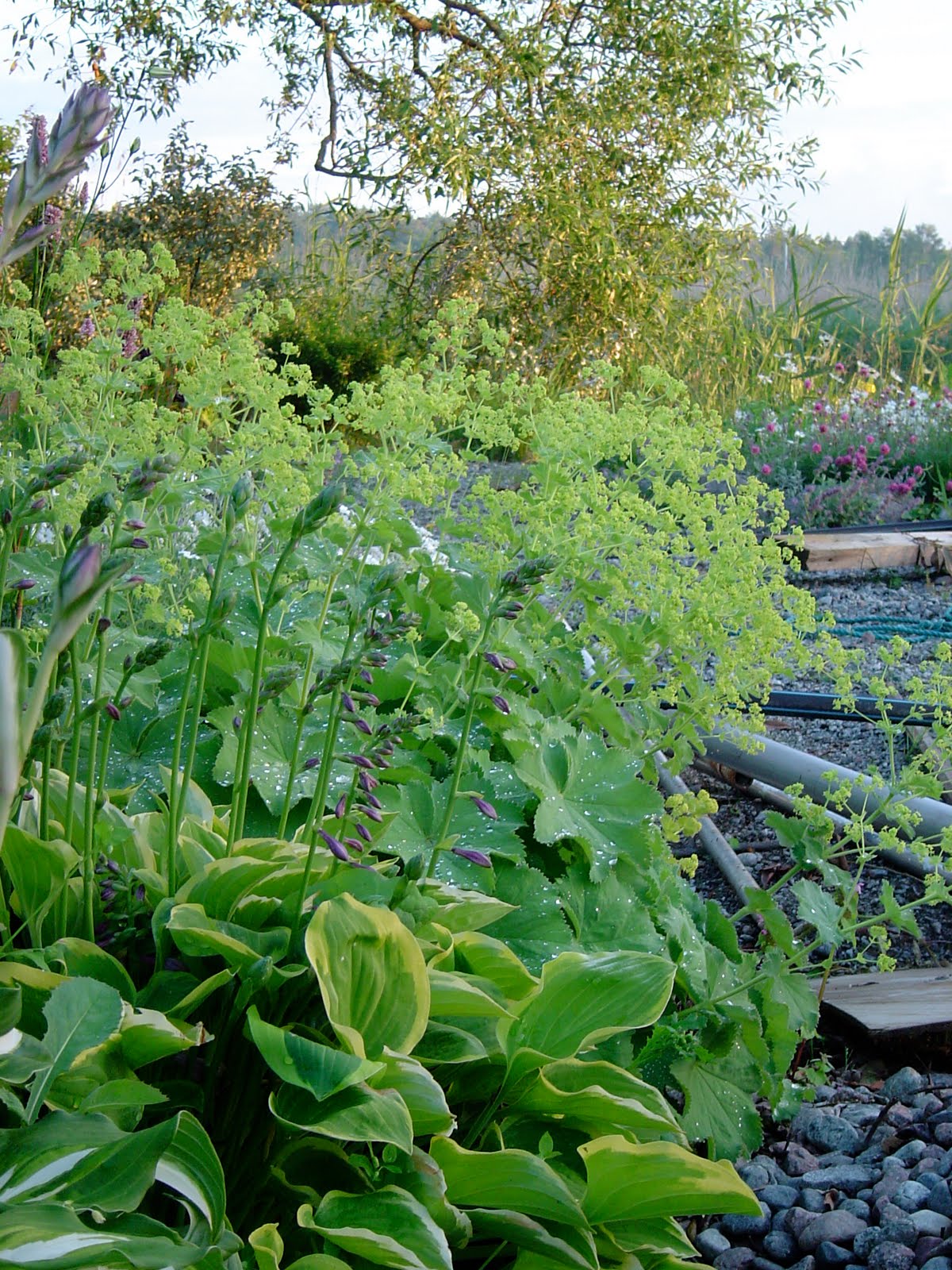 Mycket annat & lite betong: Plantering