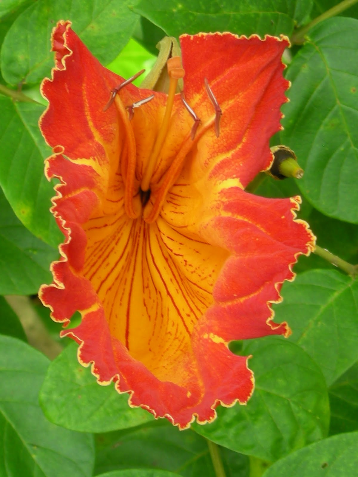 pipajo blog: African Tulip - Spathodea campanulata