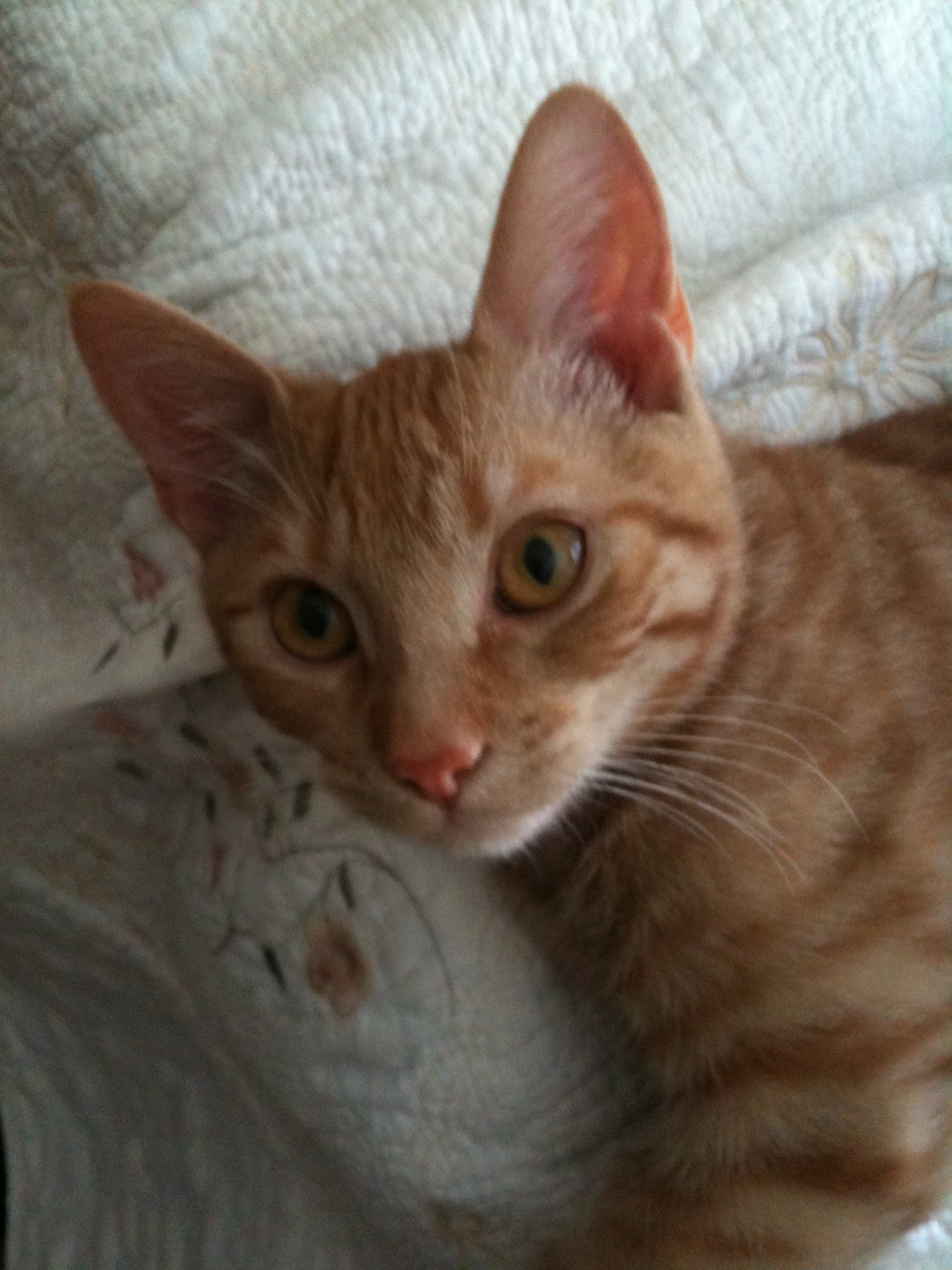 Cat's Cats: Happy Gotcha Day Casper and Archie