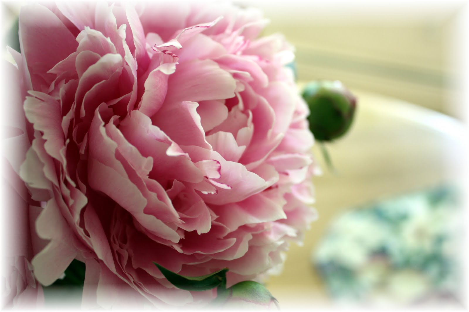 Tissue paper flowers in my garden... - Journal | A little something® to ...