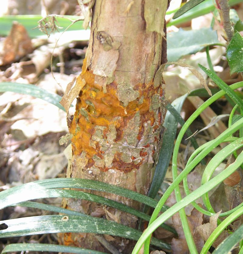 The Alabamycologist: Cedar quince rust