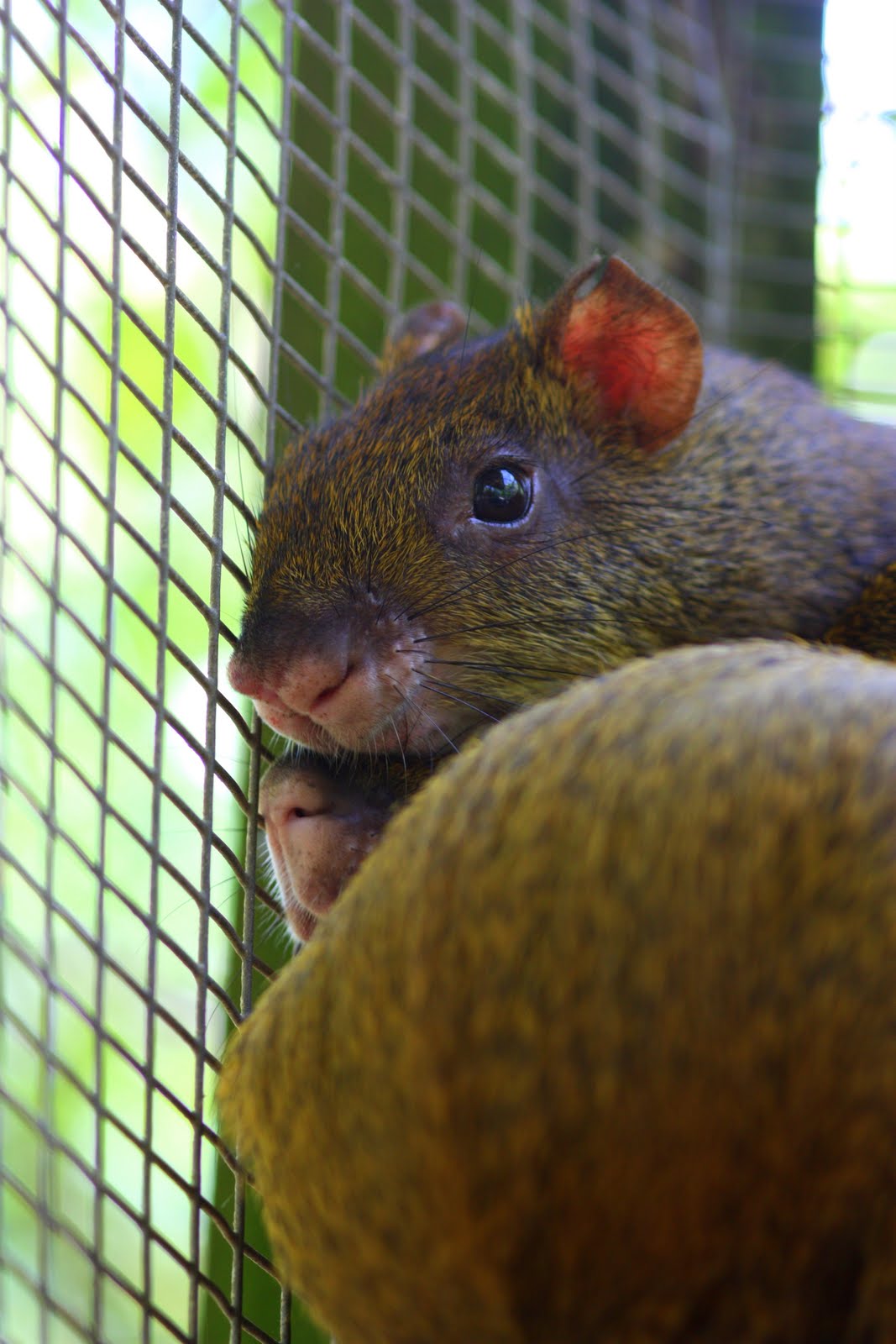 yessir: ¡traiga en los animales!