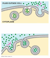 Biologia Celular Interativa: Endocitose e Exocitose