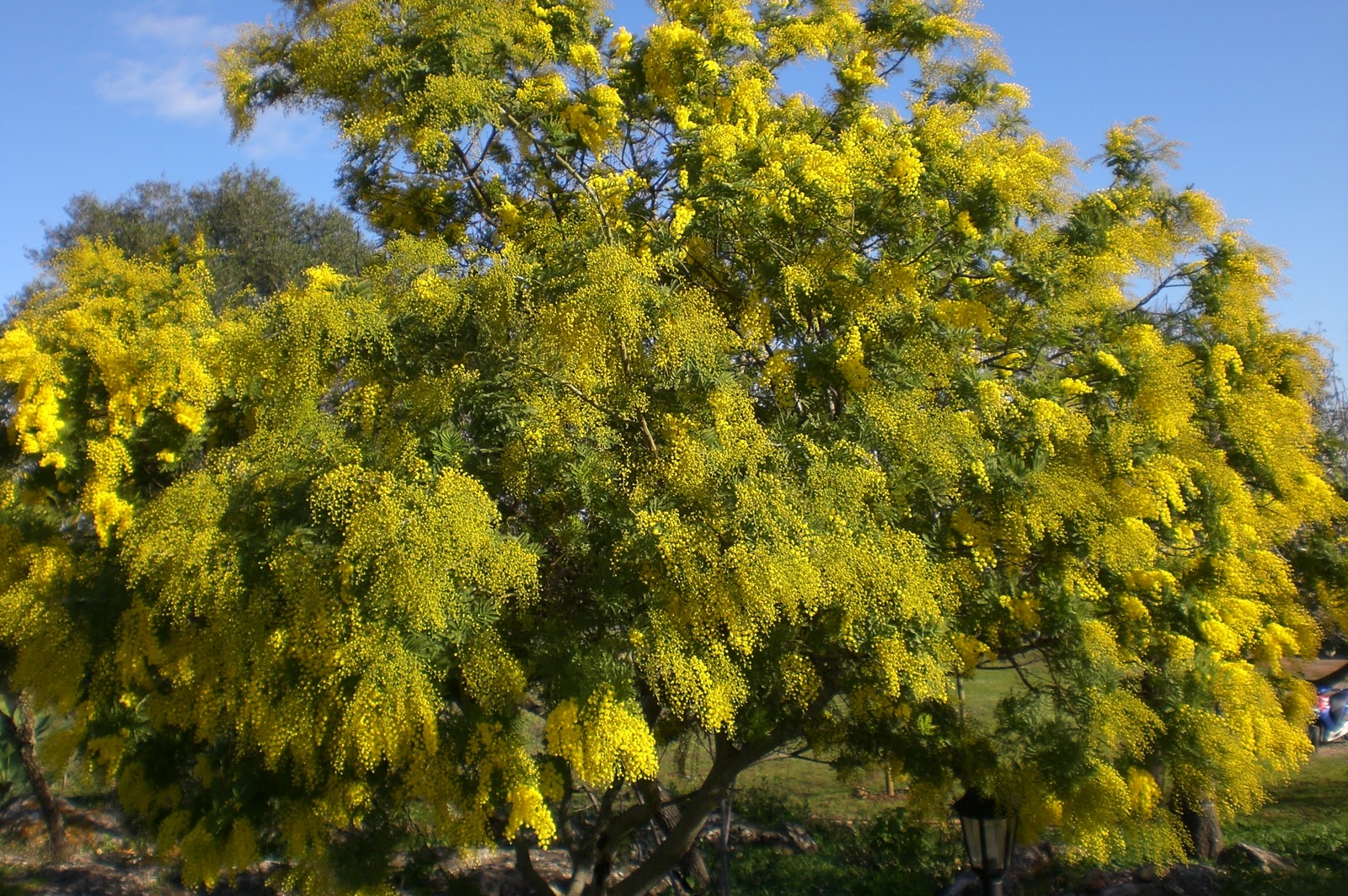 Na Set Centes Blog / Das Blog von Agroturismo Na Set Centes: Mimose Baum