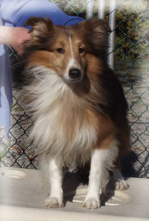 Shelamo Shelties: Rescued Shelties