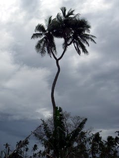 MandarinManMark's Travel Log: Tonga - Tongatapu - Day 4