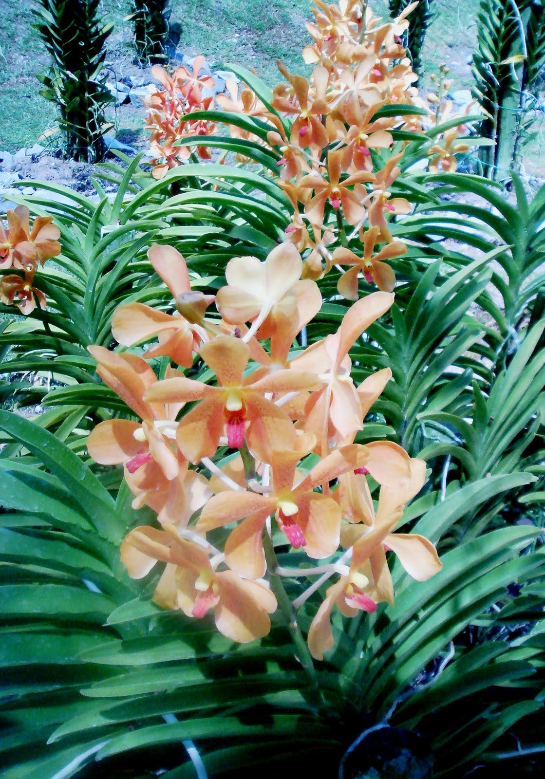 4 da Love of Orchids: Mokara 'Chitti Spot' 4 da Love of Orchids: Mokara 'Chitti Spot'