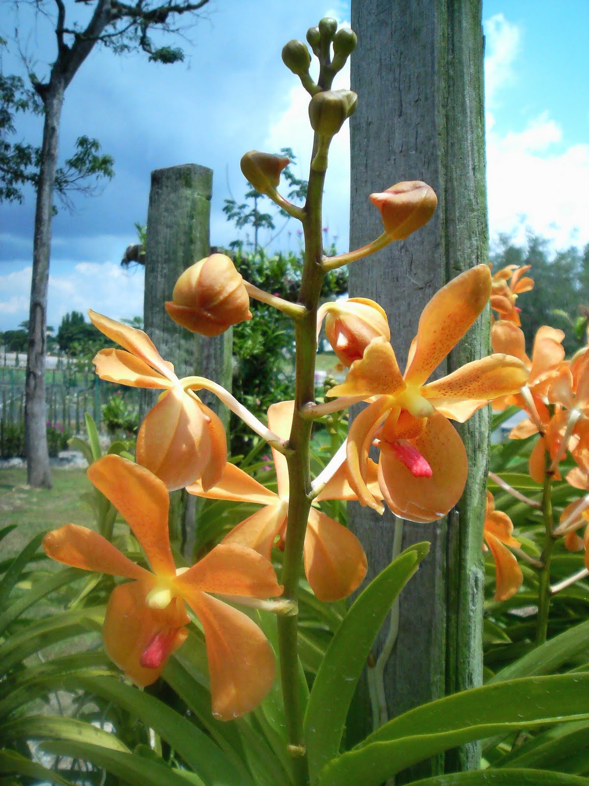 4 da Love of Orchids: Mokara 'Chitti Spot' 4 da Love of Orchids: Mokara 'Chitti Spot'