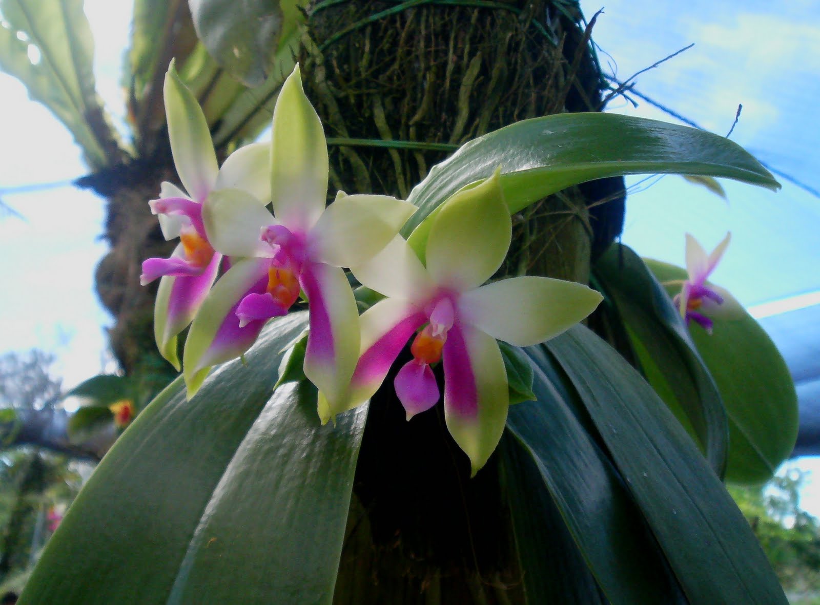 4 da Love of Orchids: Phalaenopsis bellina ( Normah Orchid)