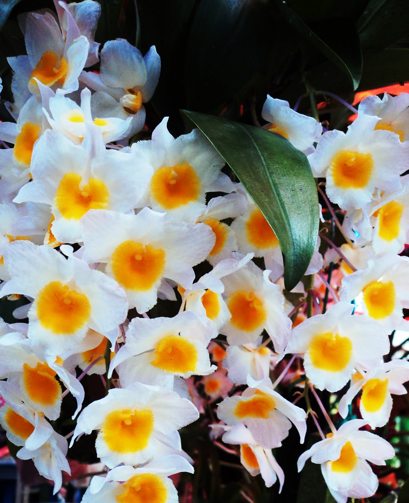4 da Love of Orchids: Dendrobium farmeri