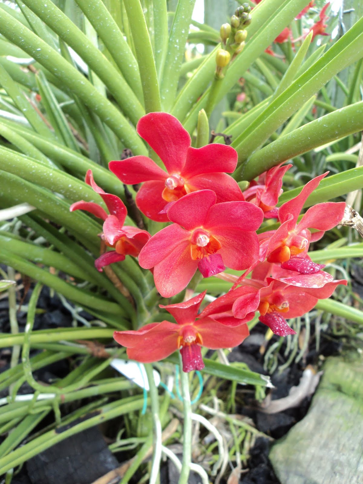 4 da Love of Orchids: Vanda 'Joy'