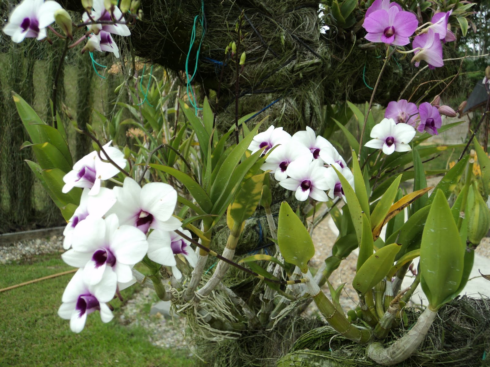 4 da Love of Orchids: Blooming orchids on dummy trees (2)