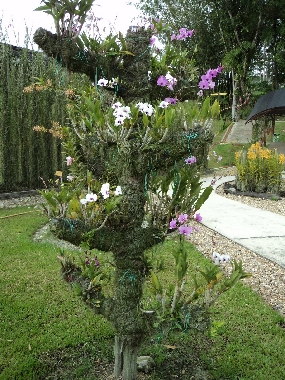 4 da Love of Orchids: Blooming orchids on dummy trees (3)
