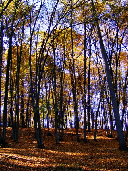 Plaiuri romanesti: Parcul Trivale din Pitesti
