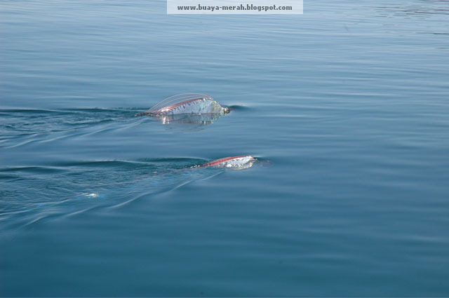 Big Catfish: The Long And Thin Fish ....