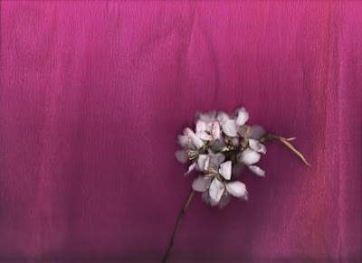 La acequia: marzo 2009