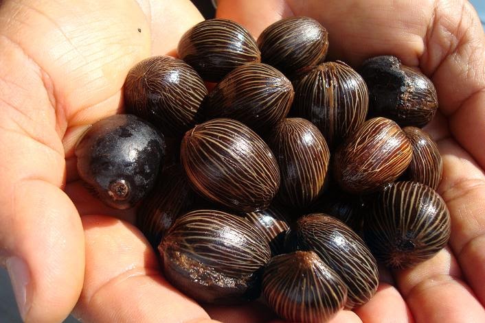 ALTINO MACHADO: PATAUÁ NA TERRA DA GENTE